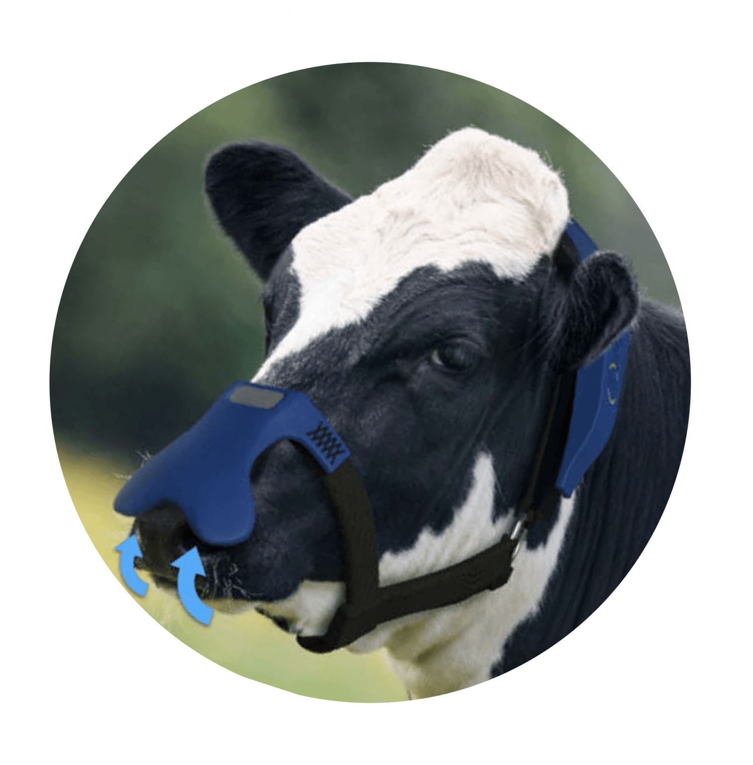 Zelp - Making Real Beef & Dairy Sustainable for Everyone Today