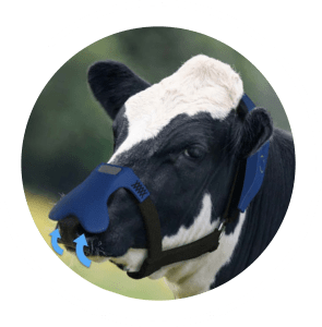 Zelp - Making Real Beef & Dairy Sustainable for Everyone Today