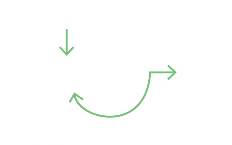 Our Technology | ZELP